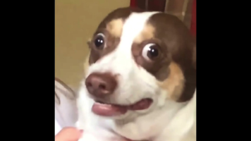 Mr Bubz Meme Sound Effect - Voicy