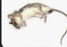 rat dying Meme Sound Effect - Voicy