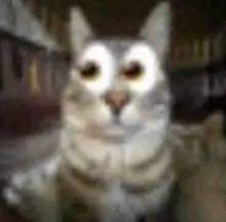 Loop de guiro Meme Sound Effect - Voicy