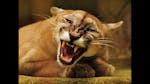 Cougar Sounds and Sound Effects - Voicy