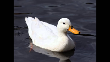Duck Sound 9 Meme Sound Effect - Voicy