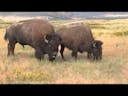 Official Buffalo and Bison Sounds Soundboard - Voicy