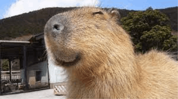 Capybara Sounds - Voicy