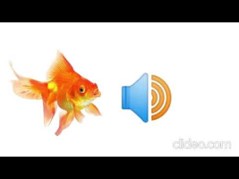 Goldfish Sound Meme Sound Effect - Voicy
