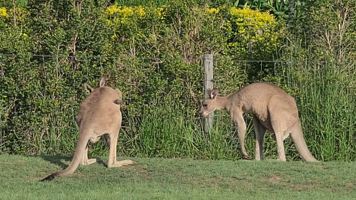 Kangaroos Growling Meme Sound Effect - Voicy