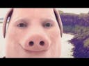 john pork calling Meme Sound Effect - Voicy