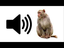 MONKEY ANGRY RAHHHH Meme Sound Effect - Voicy