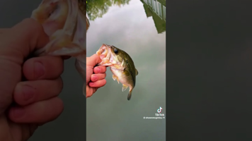 backflip Meme Sound Effect - Voicy