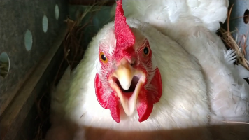 Angry Chicken Sound Meme Sound Effect - Voicy