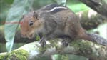 Official Squirrel Sound Effects Soundboard - Voicy