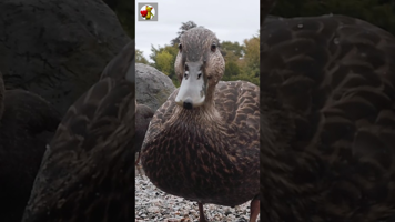 Duck Sound 6 Meme Sound Effect - Voicy