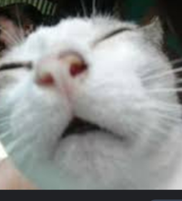 screaming Meme Sound Effect - Voicy