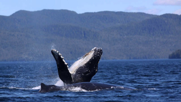 Humpback Whale Sounds and Sound Effects - Voicy