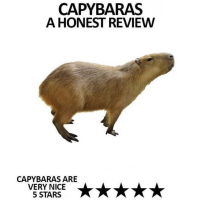 Capybara OK I PULL UP Meme Sound Effect - Voicy