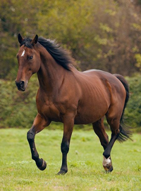 Horse Trot Meme Sound Effect - Voicy