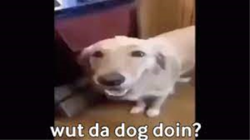 wut da dog doin Meme Sound Effect - Voicy