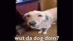 Wut da hell?? Meme Sound Effect - Voicy