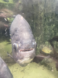 Just normal BEKFAST Meme Sound Effect - Voicy