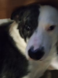 My dog Cosmo made this Meme Sound Effect - Voicy