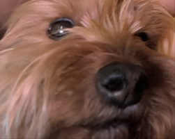 bababui Meme Sound Effect - Voicy