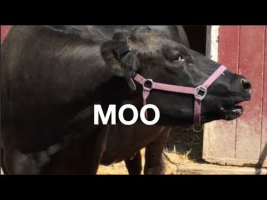 Mooooo Meme Sound Effect - Voicy