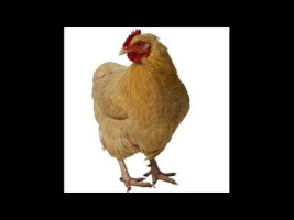 Cluck Cluck Meme Sound Effect - Voicy