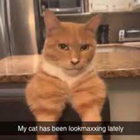 Mr 305 Meme Sound Effect - Voicy