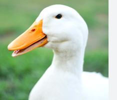 Duck Sound 4 Meme Sound Effect - Voicy