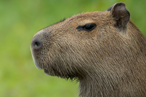 The Capybara Song Meme Sound Effect - Voicy