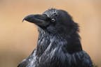 Official Crow Sound Effects Soundboard - Voicy