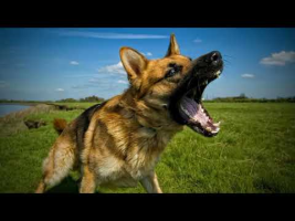 Hound Dog Sounds and Sound Effects - Voicy