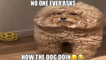 HOW da dog doin? Meme Sound Effect - Voicy