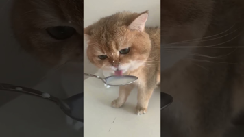 Num num cat Meme Sound Effect - Voicy