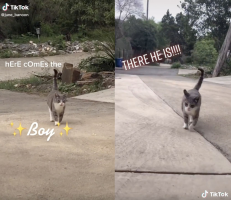 The Boy Meme Sound Effect - Voicy