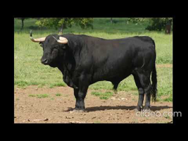 Bull Sound Effect (In Normal Tone) Meme Sound Effect - Voicy