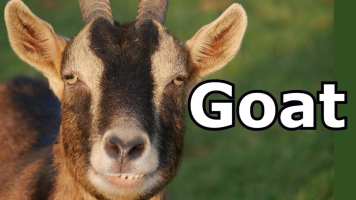 Goat sound effect Meme Sound Effect - Voicy