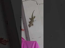 Gecko sound Tokay Meme Sound Effect - Voicy