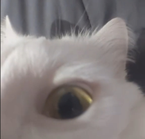 Facebook call sound Meme Sound Effect - Voicy