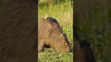 POOP Meme Sound Effect - Voicy