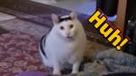 huh cat Meme Sound Effect - Voicy
