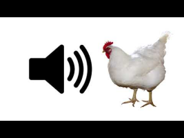 Chicken Cluck Meme Sound Effect - Voicy