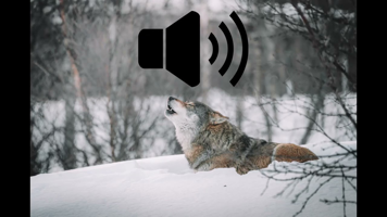 Wolf howl Meme Sound Effect - Voicy