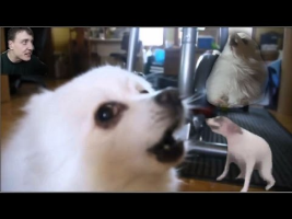 bork till you're dead Meme Sound Effect - Voicy