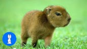 Capybara Sounds and Sound Effects - Voicy