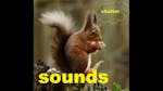 Official Squirrel Sound Effects Soundboard - Voicy
