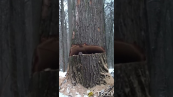 Tree Cracking And Falling Meme Sound Effect - Voicy