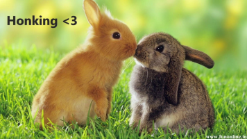 Honking rabbit Meme Sound Effect - Voicy