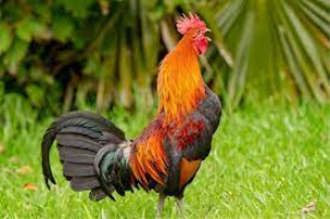 It's Wake Up Time (Rooster Crowing) Meme Sound Effect - Voicy