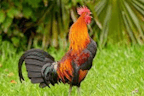 Official Rooster Crowing Sound Effects Soundboard - Voicy