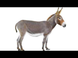 Holly Dolly Donkey Meme Sound Effect - Voicy
